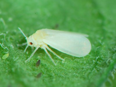 Hydroworxx: Common insects